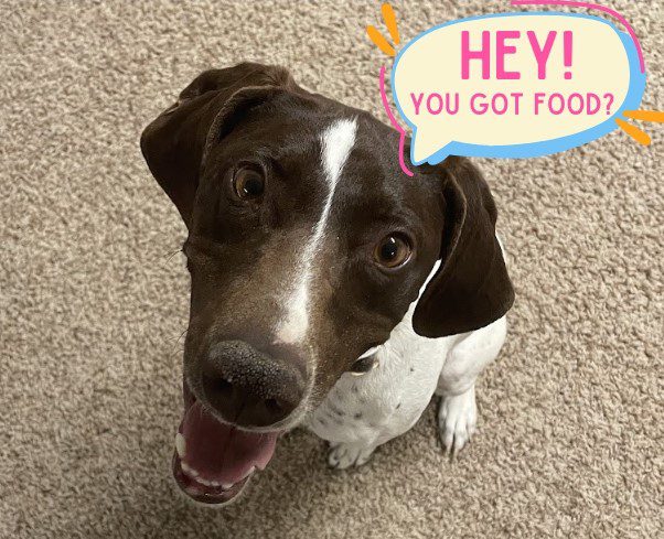 20 Things You NEED to know about German Shorthaired Pointers - Living Savvy